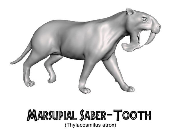 Marsupial saber-tooth