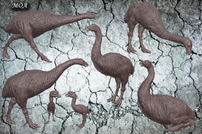 Moa bird, 5 different poses with chicks, kit –